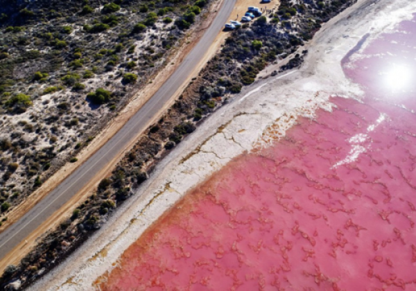 Hutt Lagoon Pink Lake | Things to Do | Kalbarri Escapes